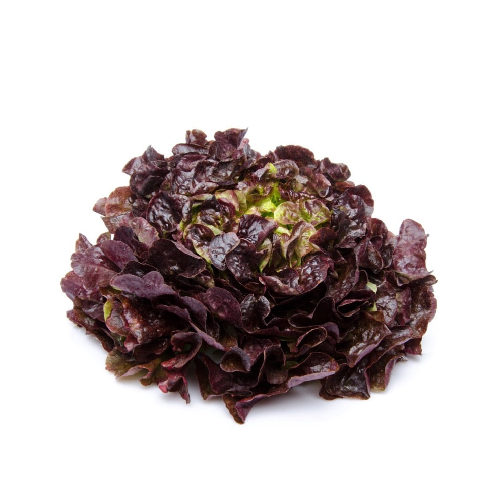 Salanova Eichblatt Rot kaufen – Frischer & Farbiger Blattsalat | urbanhive